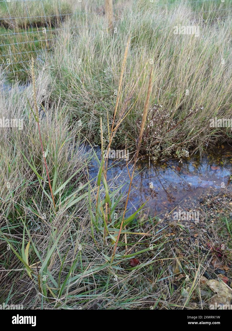 common cordgrass (Sporobolus anglicus) Plantae Stock Photo - Alamy