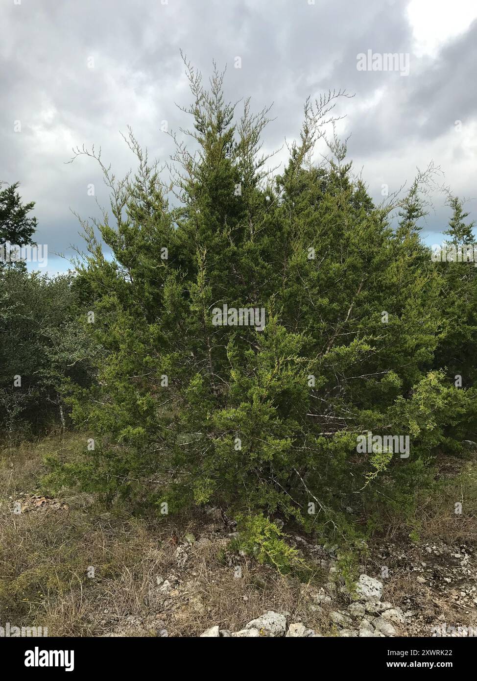 Ashe juniper (Juniperus ashei) Plantae Stock Photo - Alamy