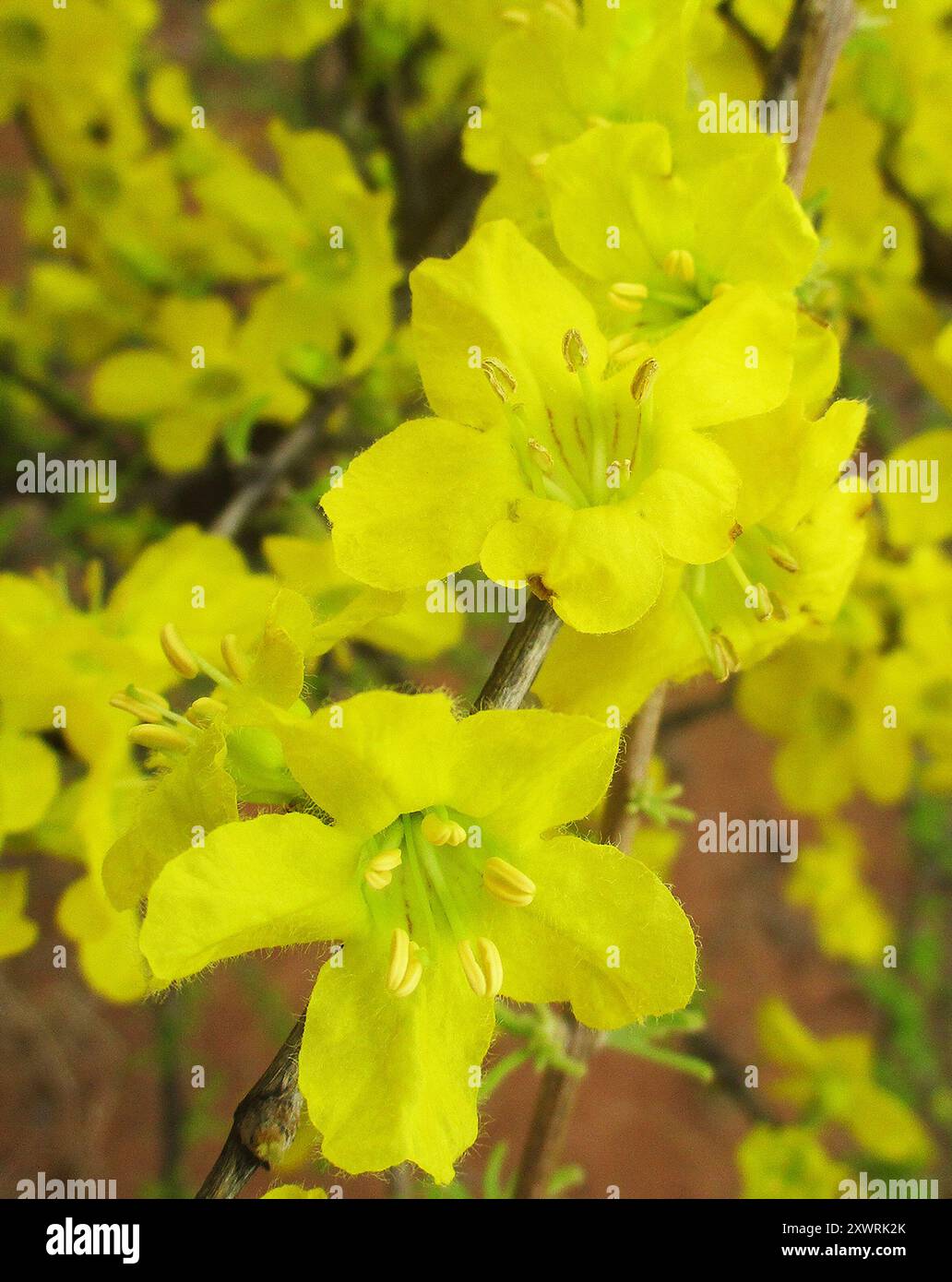 Kalahari Gold (Rhigozum brevispinosum) Plantae Stock Photo - Alamy
