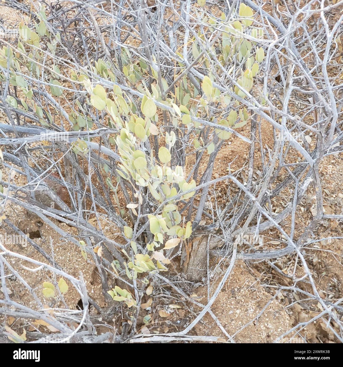 jojoba (Simmondsia chinensis) Plantae Stock Photo - Alamy