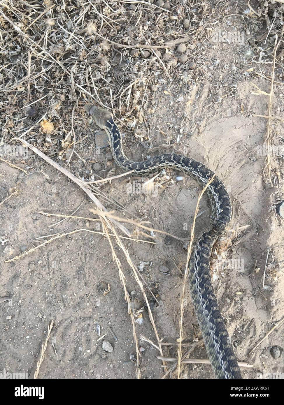 San Diego Gopher Snake (Pituophis catenifer annectens) Reptilia Stock ...