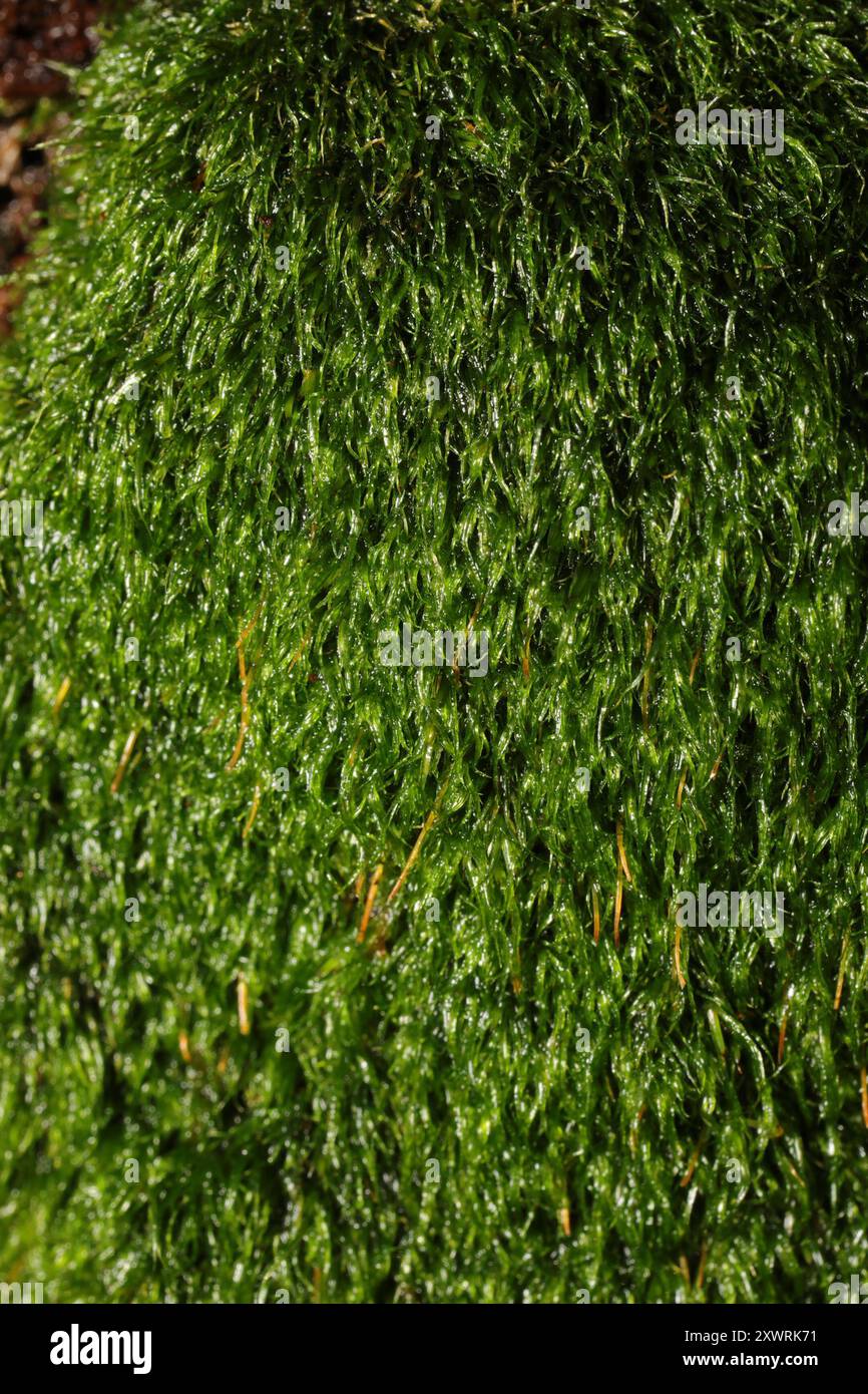 Cape Thread-moss (Orthodontium lineare) Plantae Stock Photo - Alamy