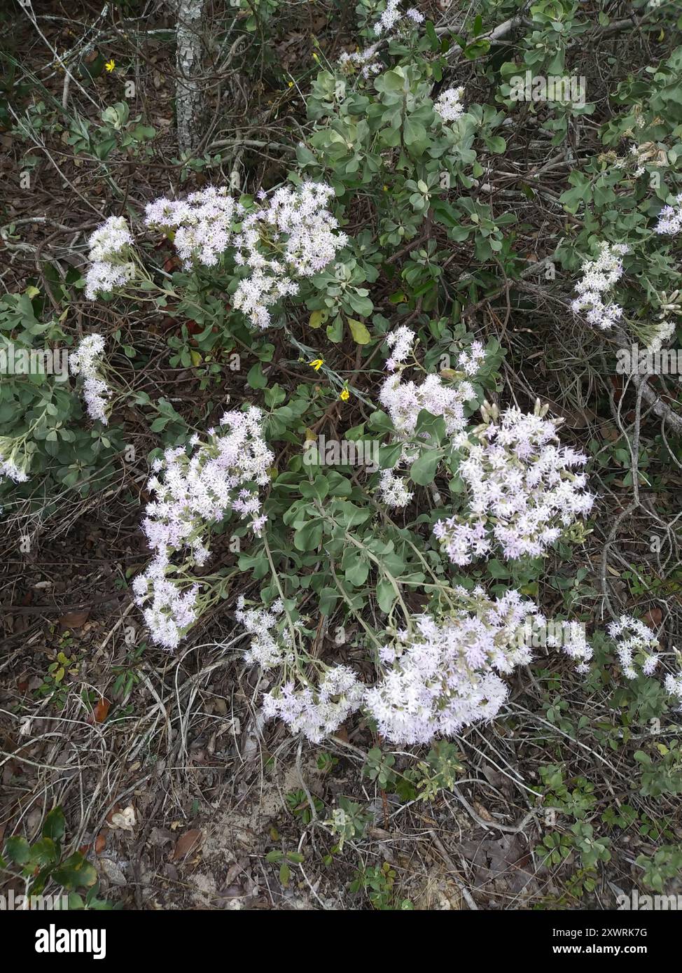 Garberia heterophylla hi-res stock photography and images - Alamy