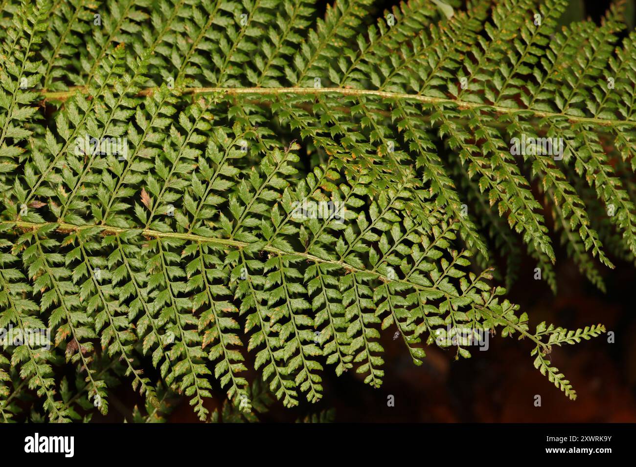 soft shield fern (Polystichum setiferum) Plantae Stock Photo - Alamy
