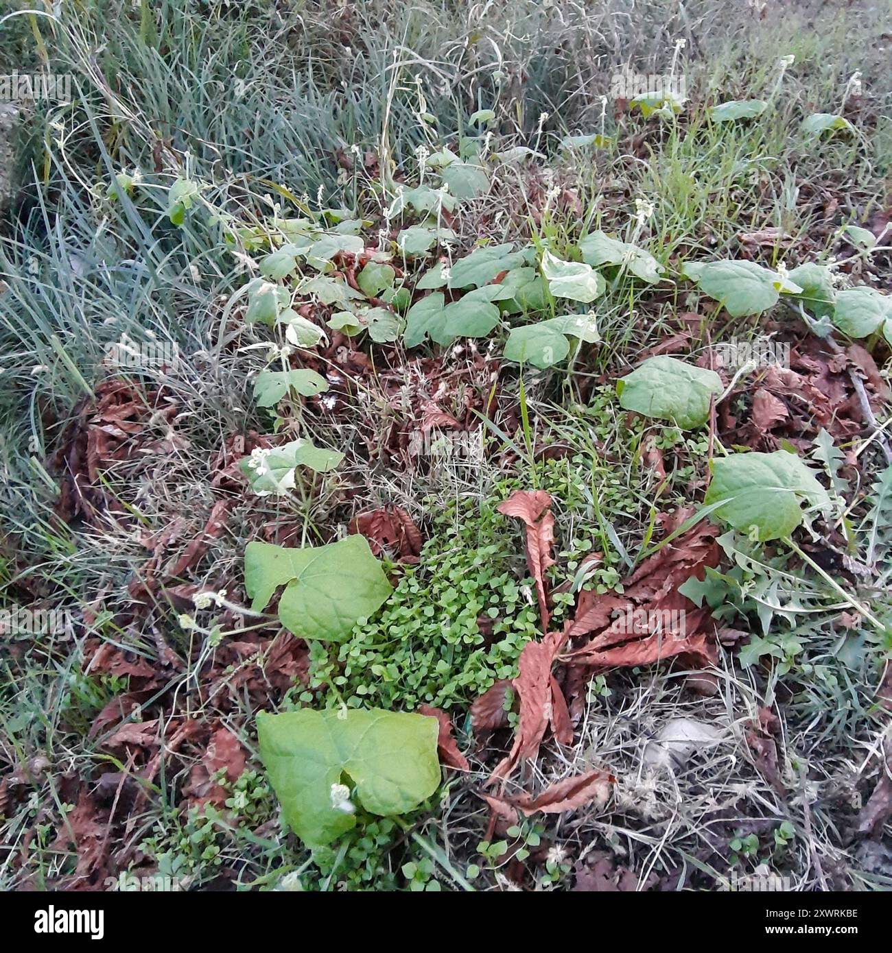 Oneseed Bur Cucumber (Sicyos angulatus) Plantae Stock Photo - Alamy