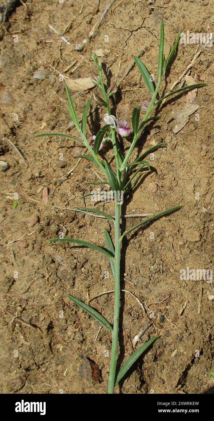 Erioptera hi-res stock photography and images - Alamy