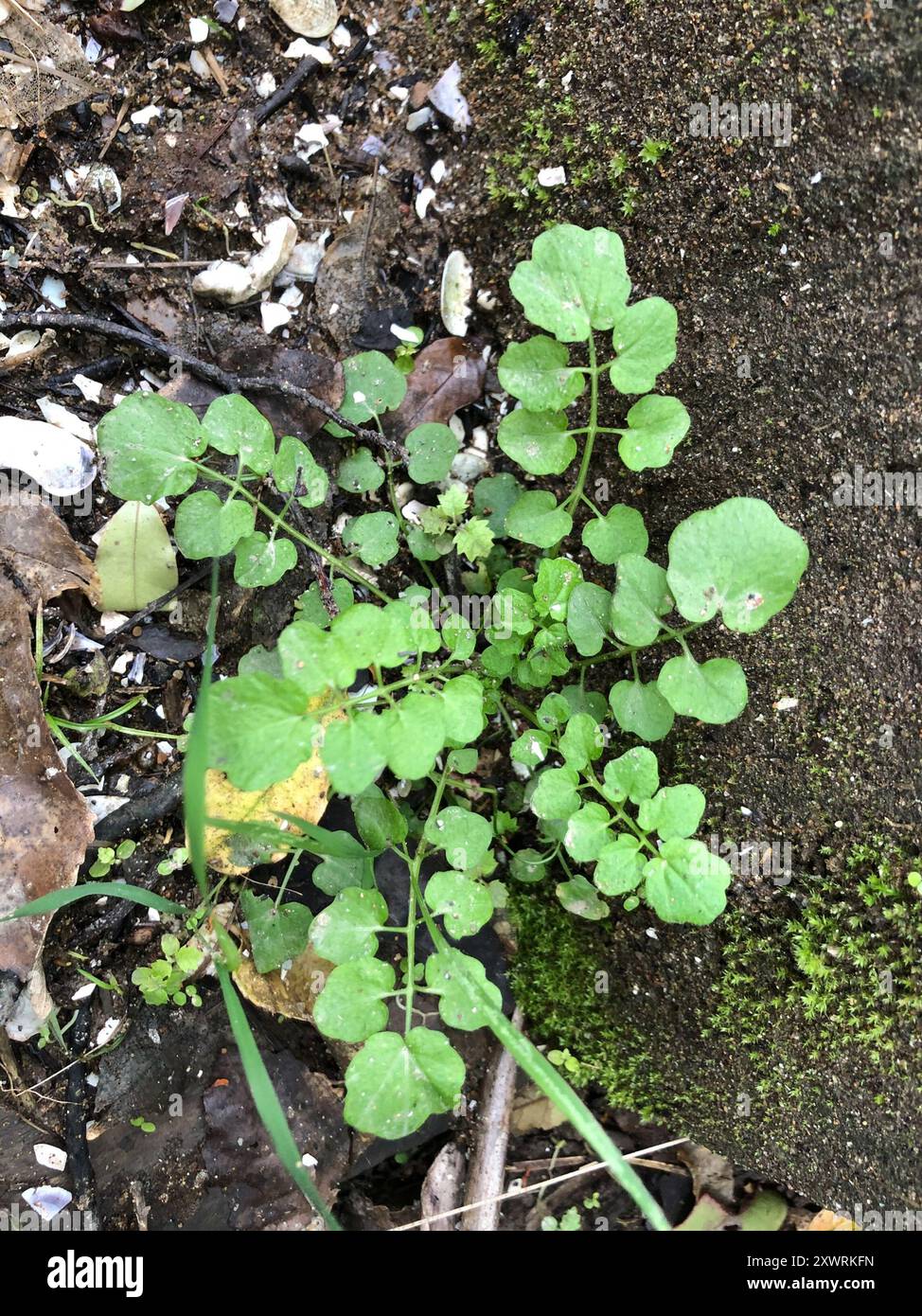 wavy bittercress (Cardamine flexuosa) Plantae Stock Photo - Alamy