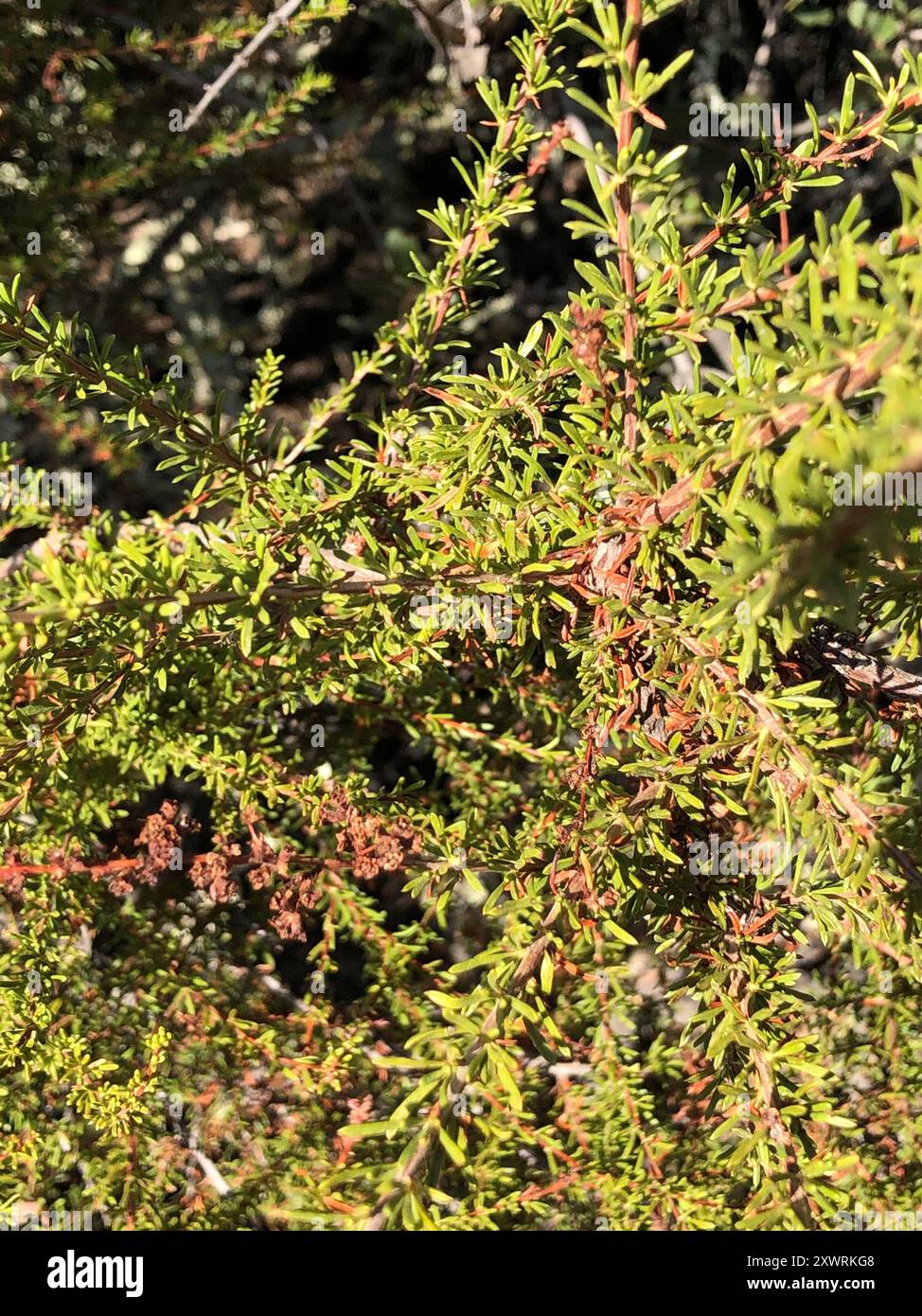 chamise (Adenostoma fasciculatum) Plantae Stock Photo - Alamy