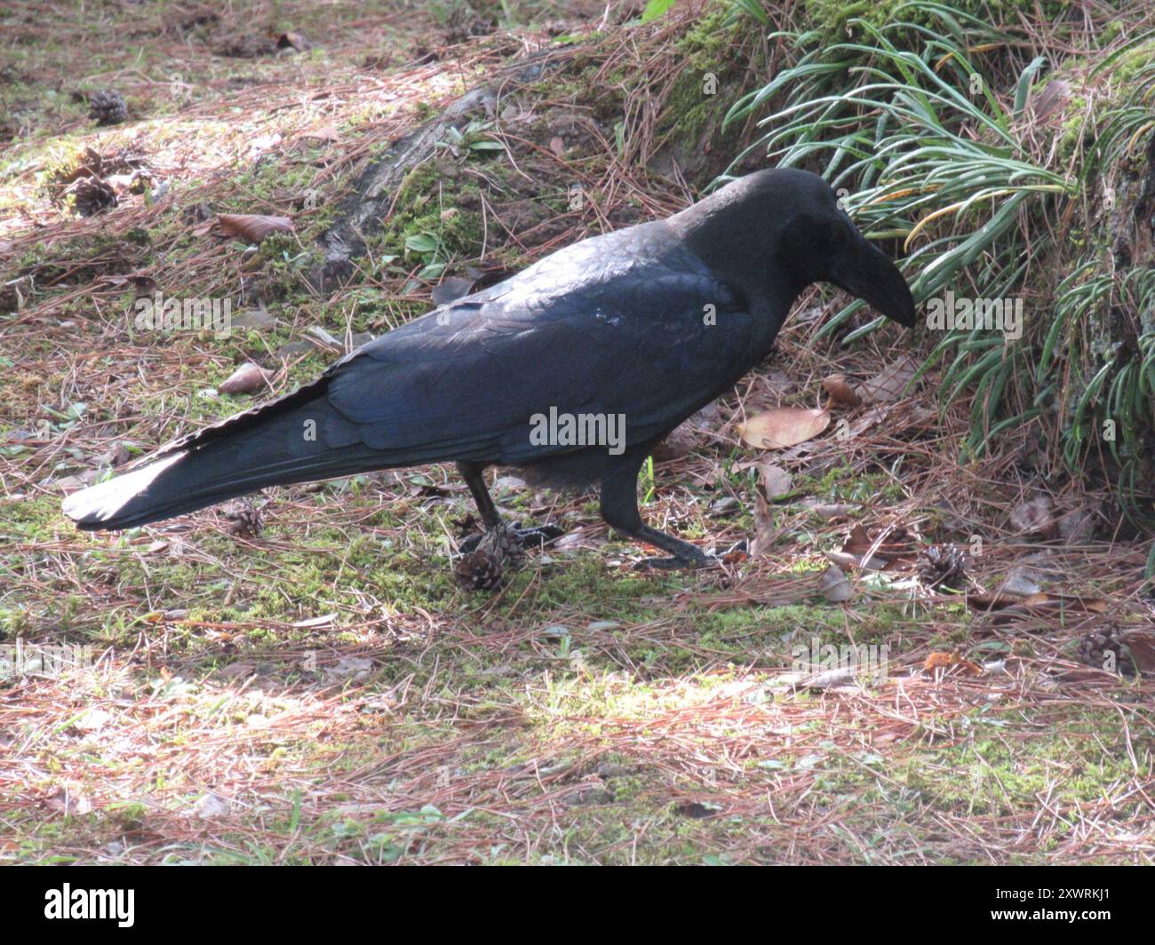 Large-billed Crow (Corvus macrorhynchos) Aves Stock Photo - Alamy