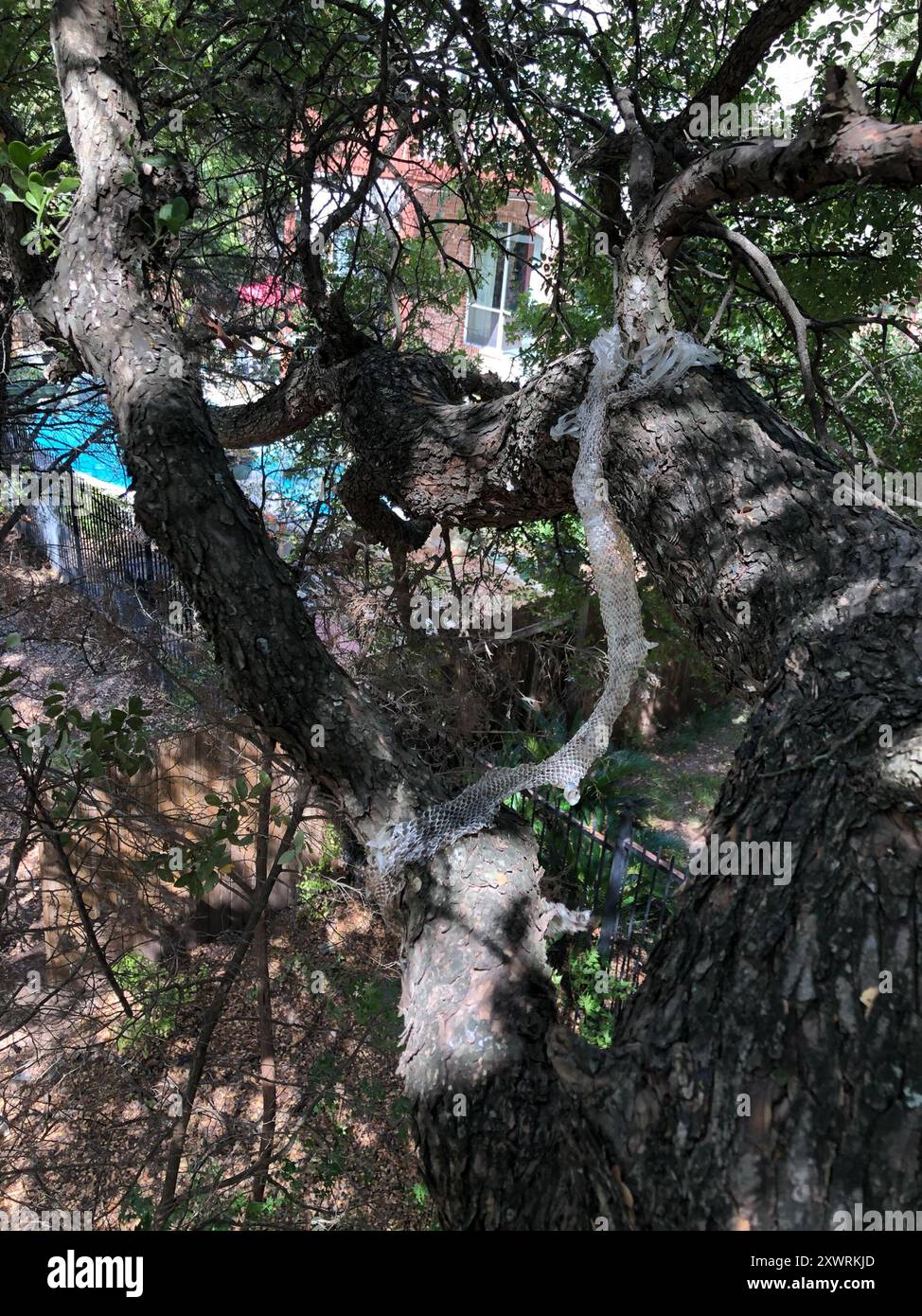 Snakes (Serpentes) Reptilia Stock Photo - Alamy