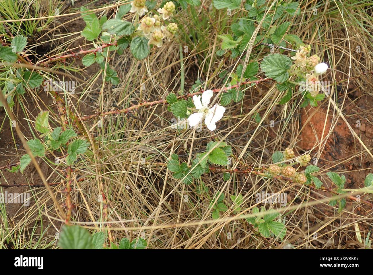 sand blackberry (Rubus cuneifolius) Plantae Stock Photo - Alamy