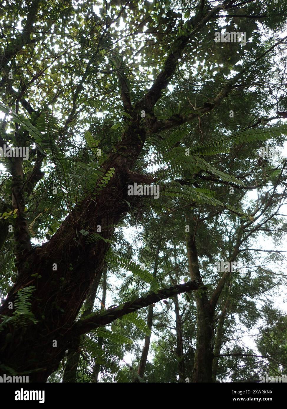 Fishbone Fern (Nephrolepis cordifolia) Plantae Stock Photo - Alamy