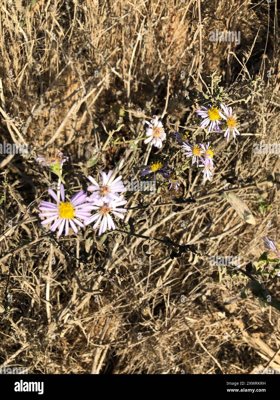 Pacific Aster (Symphyotrichum chilense) Plantae Stock Photo - Alamy