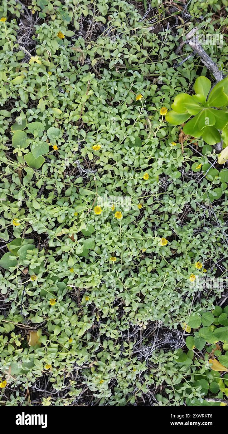 Kure Atoll nehe (Lipochaeta integrifolia) Plantae Stock Photo - Alamy