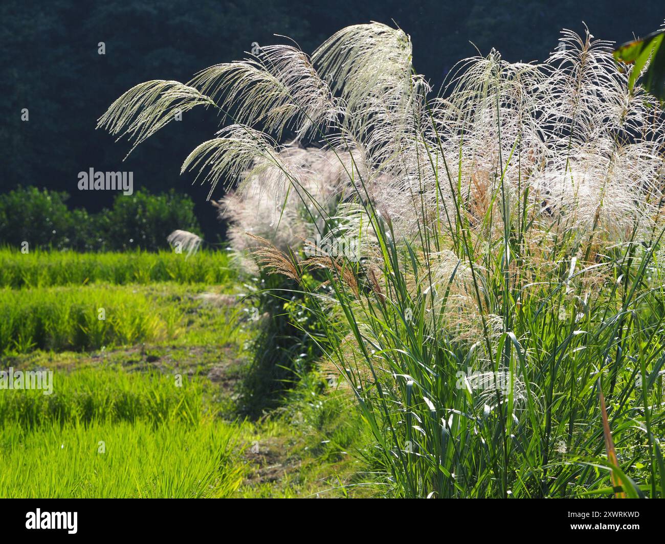 Chinese silver grass (Miscanthus sinensis) Plantae Stock Photo - Alamy