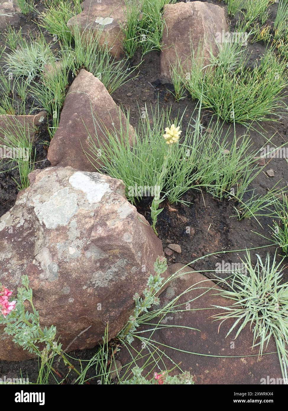 Tall Baroe (Cyphia elata) Plantae Stock Photo - Alamy