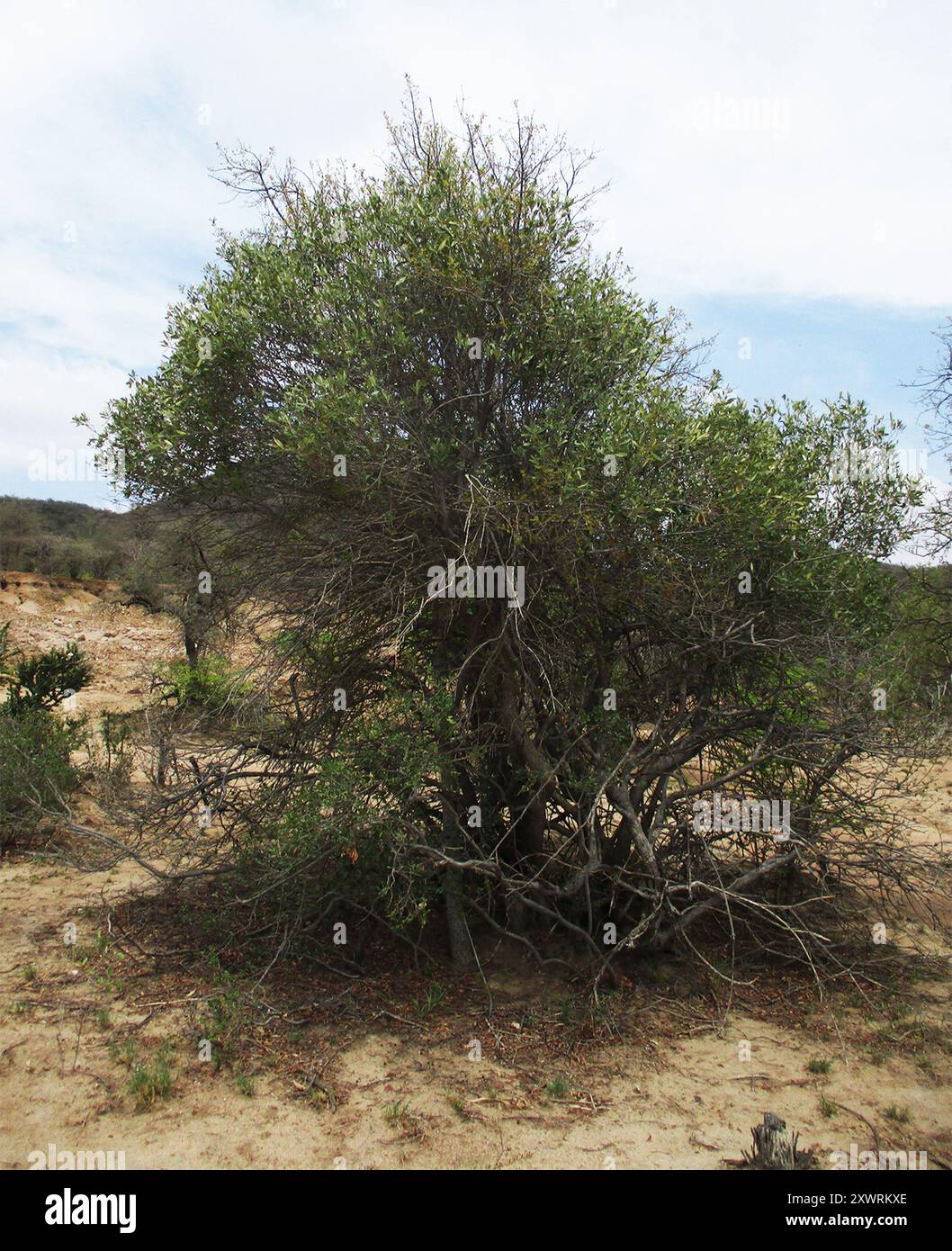 African olive olea europaea hi-res stock photography and images - Alamy