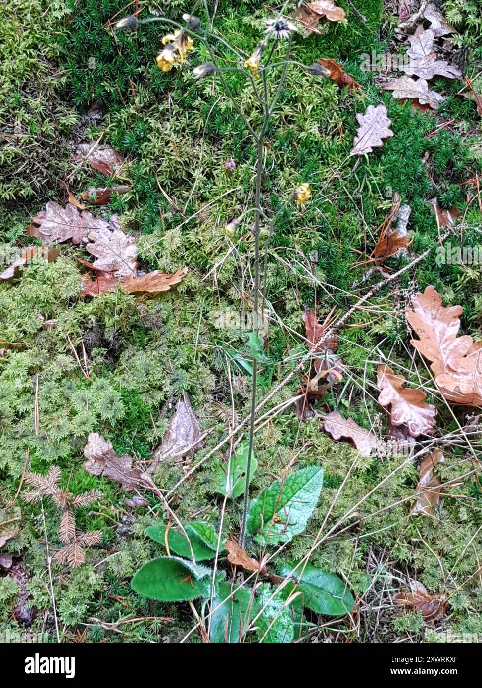 Wall hawkweed (Hieracium murorum) Plantae Stock Photo - Alamy