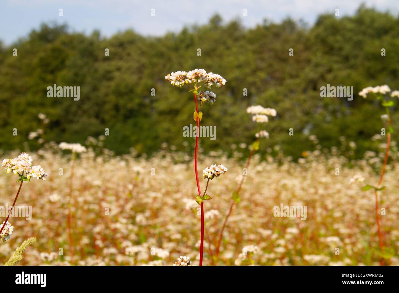 Field with blooming Common Buckwheat Stock Photo - Alamy