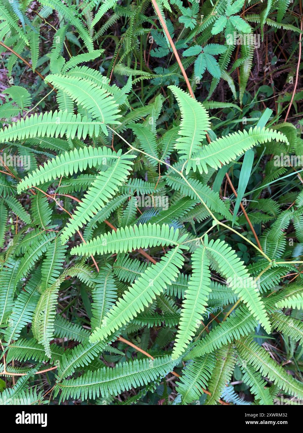 Gleichenella pectinata hi-res stock photography and images - Alamy