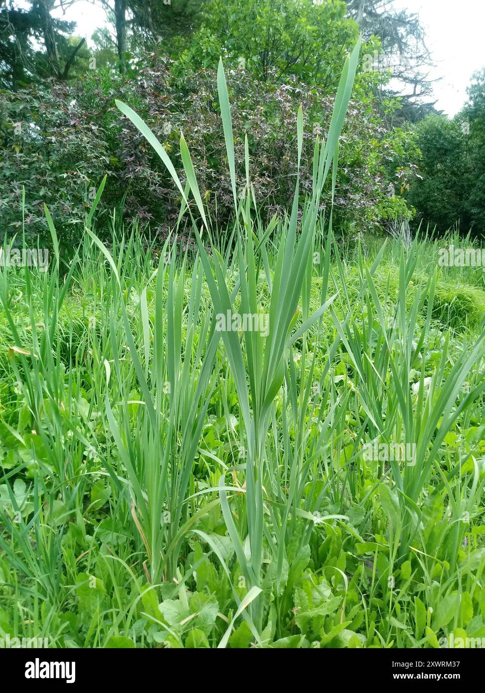 flowering plants (Angiospermae) Plantae Stock Photo - Alamy