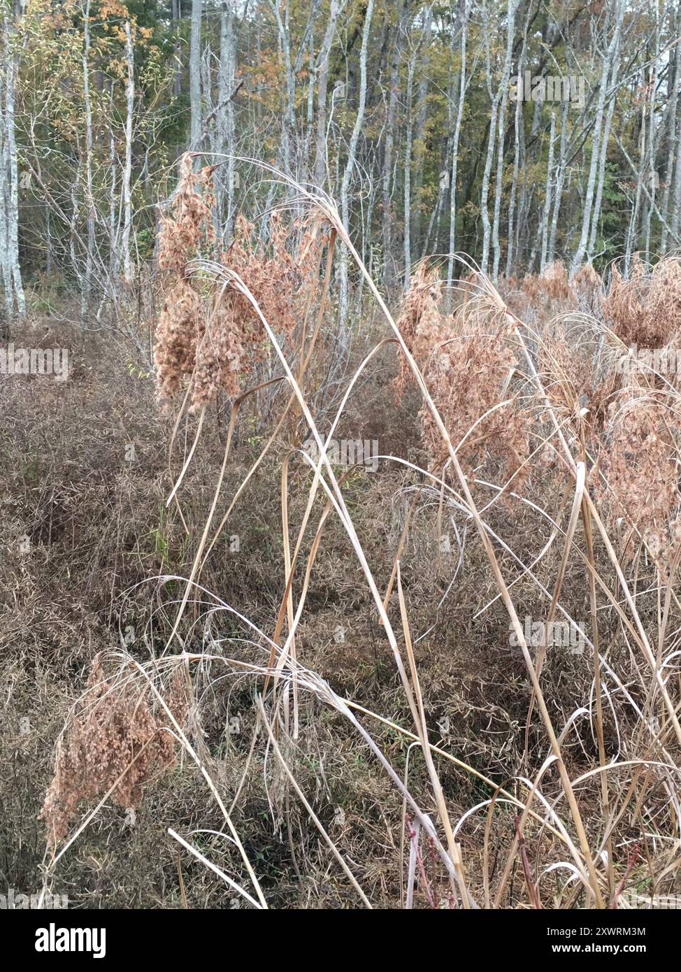 woolgrass (Scirpus cyperinus) Plantae Stock Photo - Alamy
