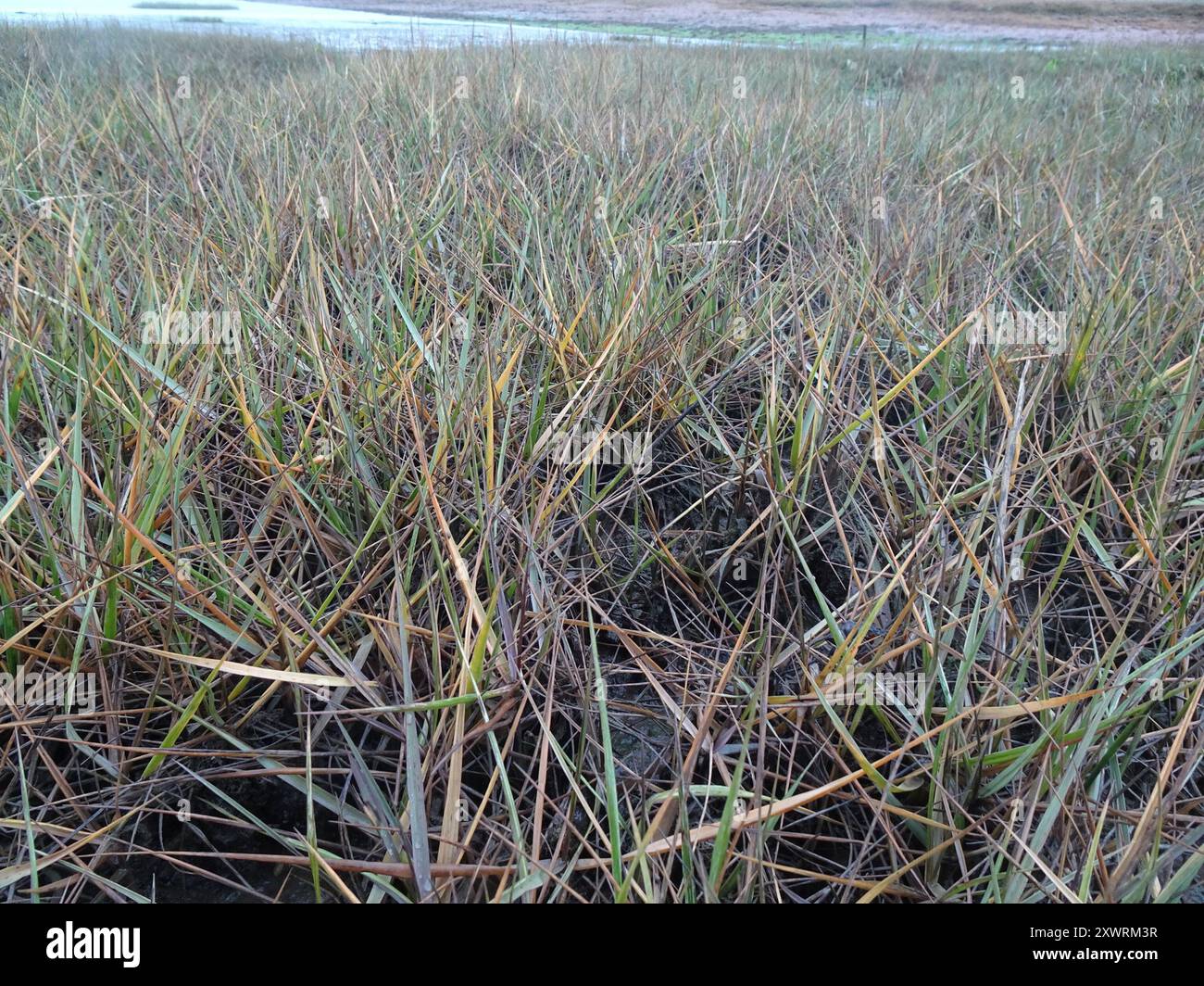 common cordgrass (Sporobolus anglicus) Plantae Stock Photo - Alamy