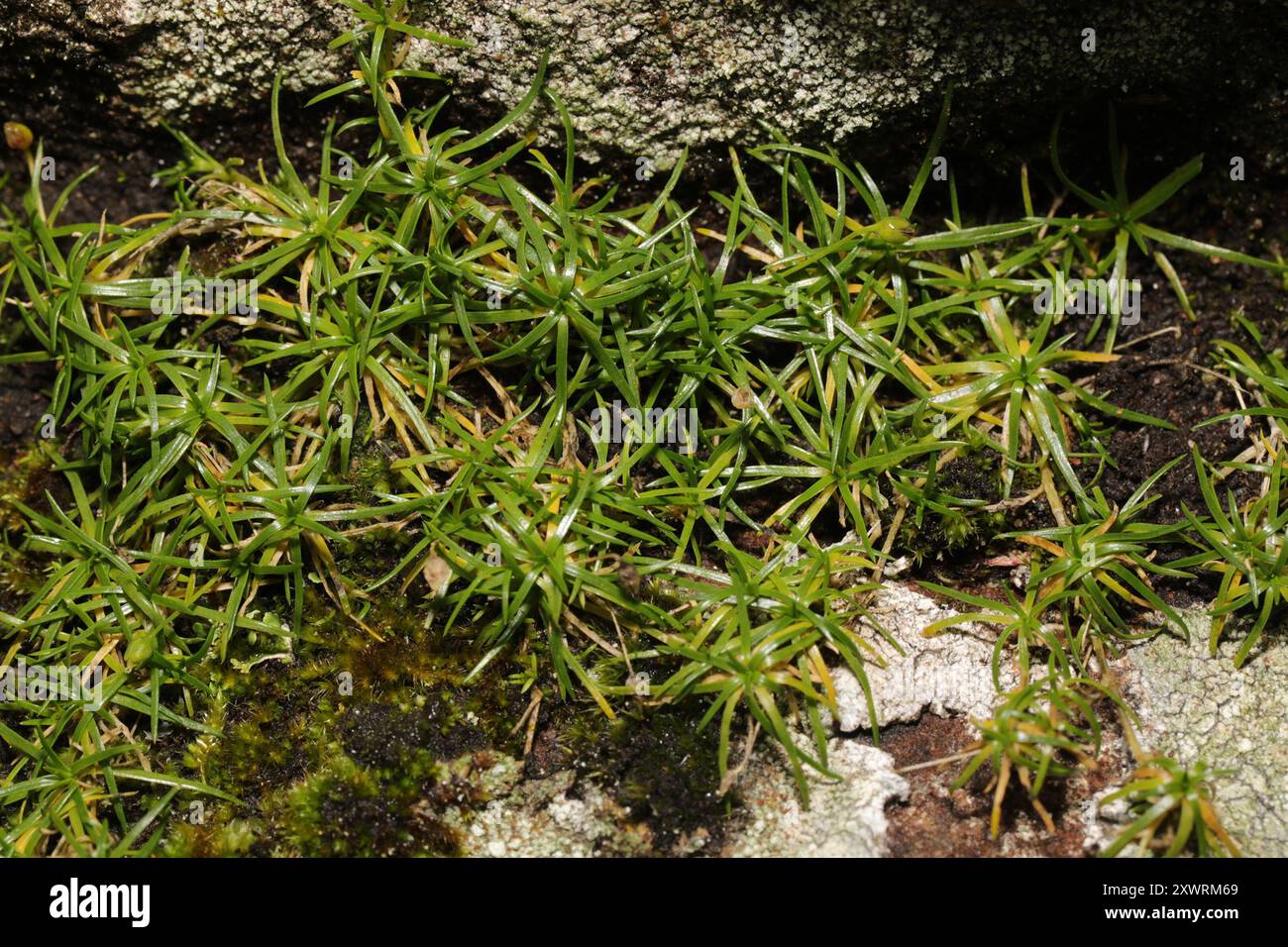 Procumbent Pearlwort (Sagina procumbens) Plantae Stock Photo - Alamy