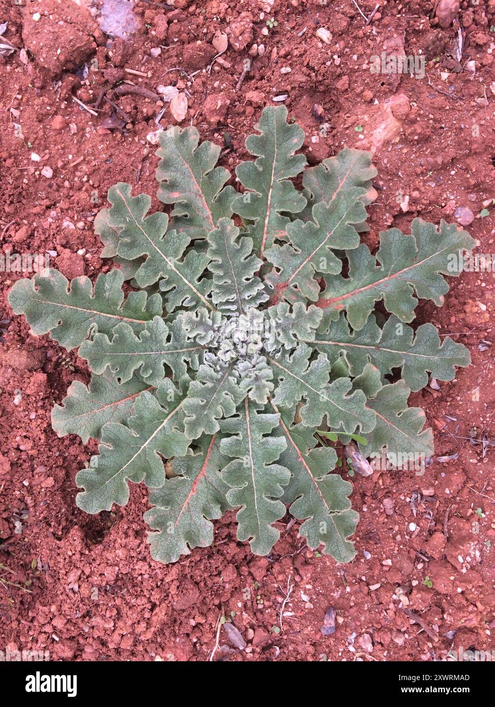 Mullein verbascum sinuatum hi-res stock photography and images - Alamy