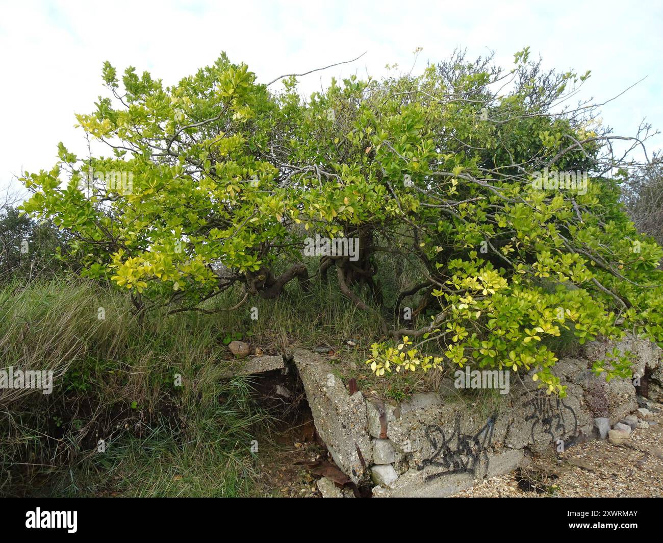 Japanese spindle tree (Euonymus japonicus) Plantae Stock Photo - Alamy