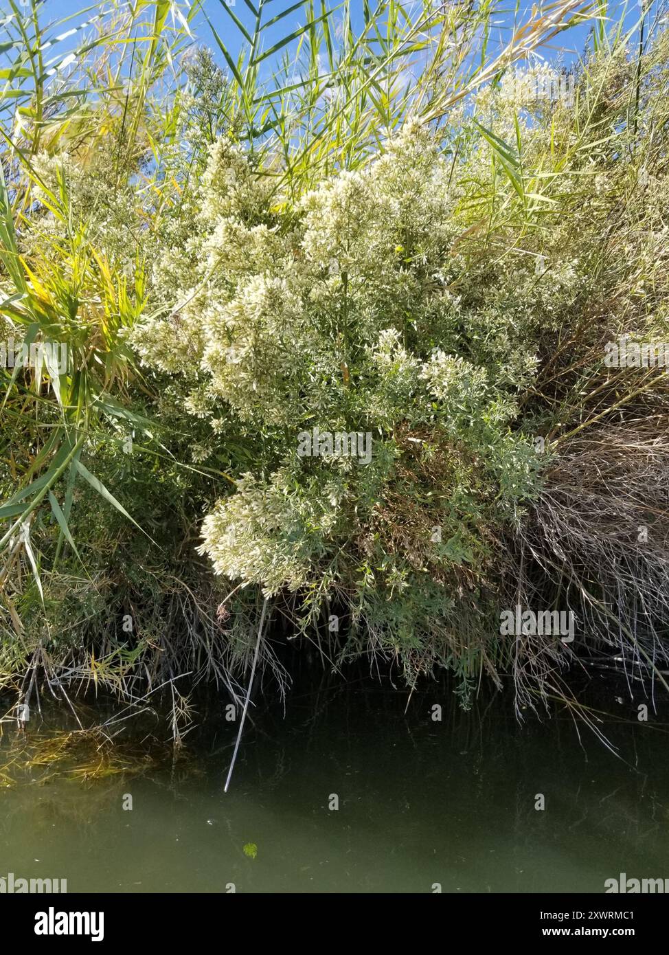 Desert Broom (Baccharis sarothroides) Plantae Stock Photo - Alamy