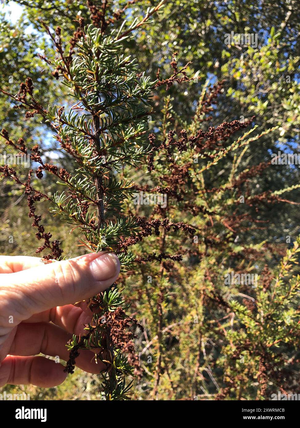 chamise (Adenostoma fasciculatum) Plantae Stock Photo - Alamy