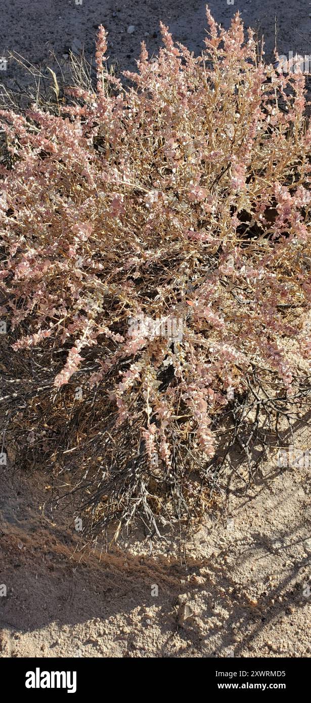 Shadscale Saltbush (Atriplex confertifolia) Plantae Stock Photo - Alamy