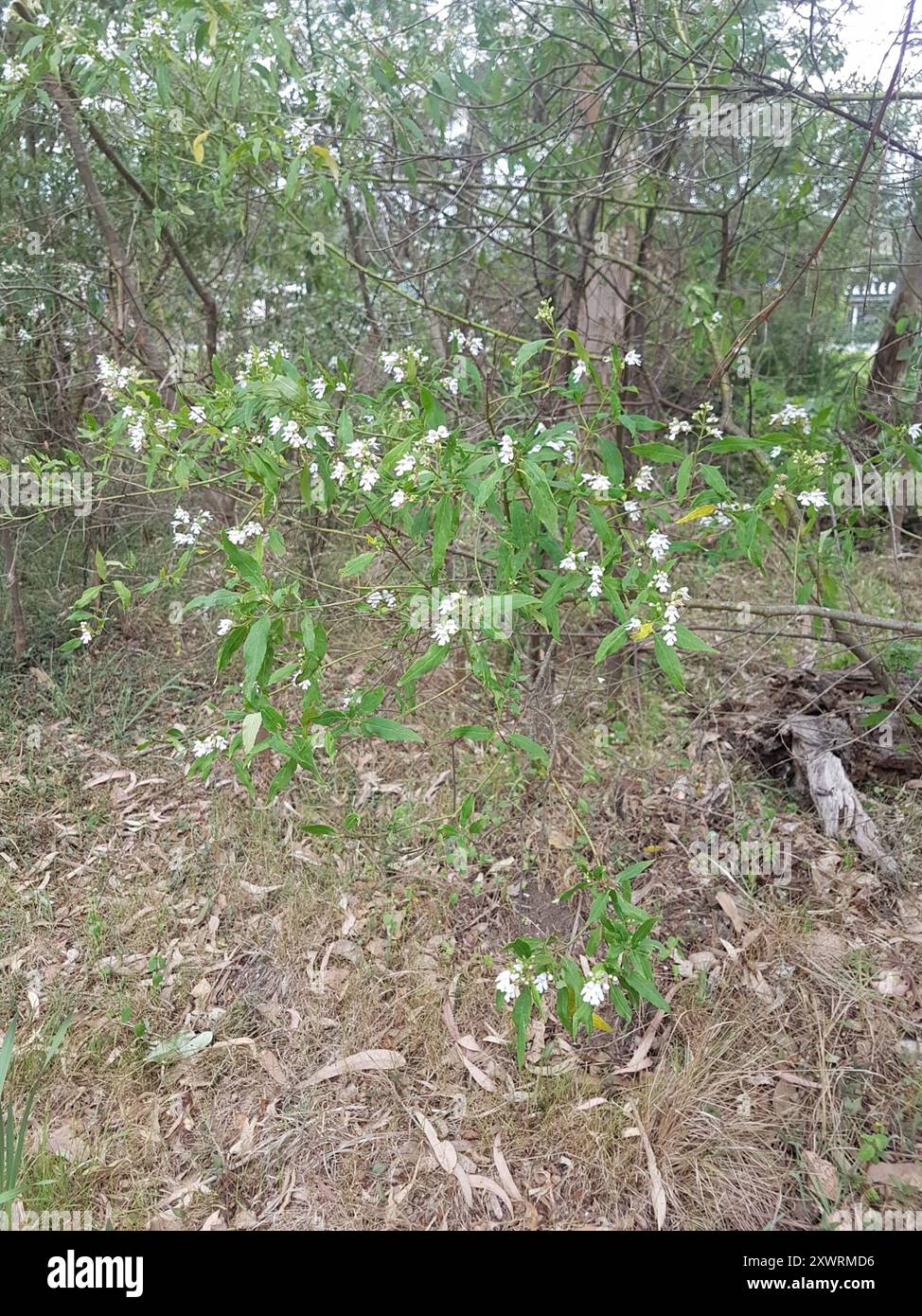 Christmas Bush (Prostanthera lasianthos) Plantae Stock Photo - Alamy