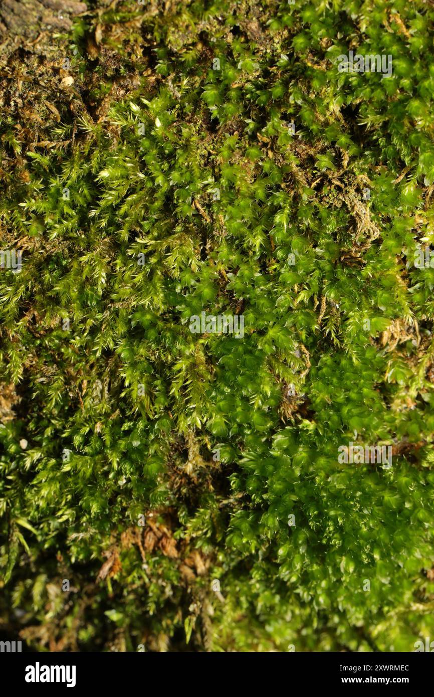 Capillary Thread-moss (Ptychostomum capillare) Plantae Stock Photo - Alamy