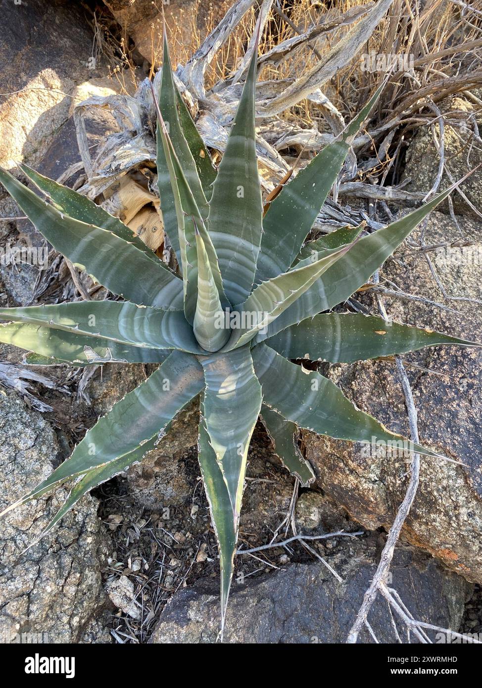 simple desert agave (Agave simplex) Plantae Stock Photo - Alamy