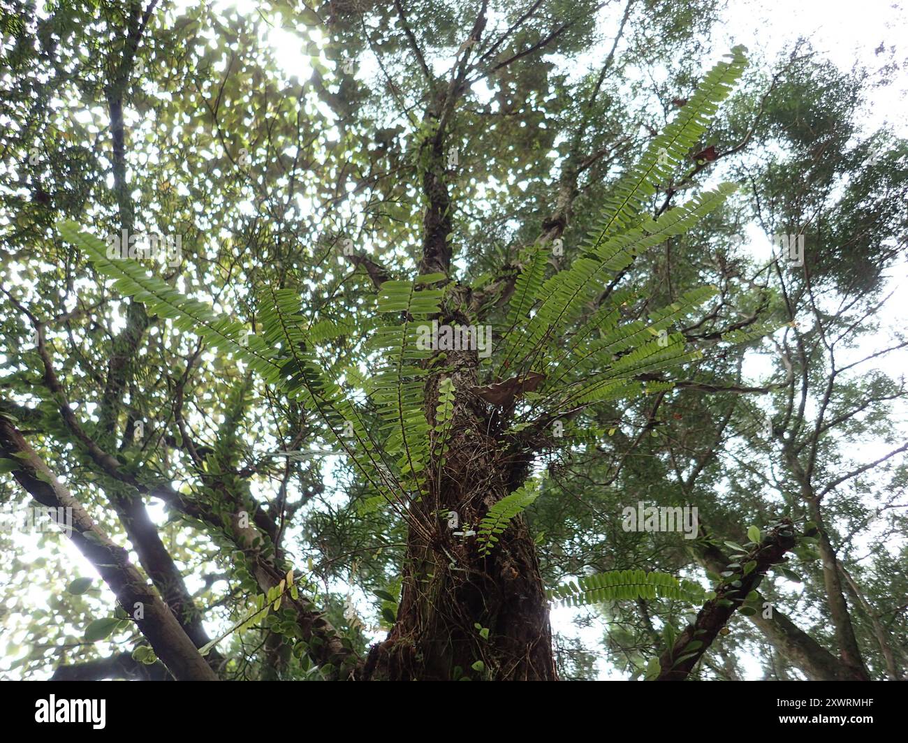 Fishbone Fern (Nephrolepis cordifolia) Plantae Stock Photo - Alamy
