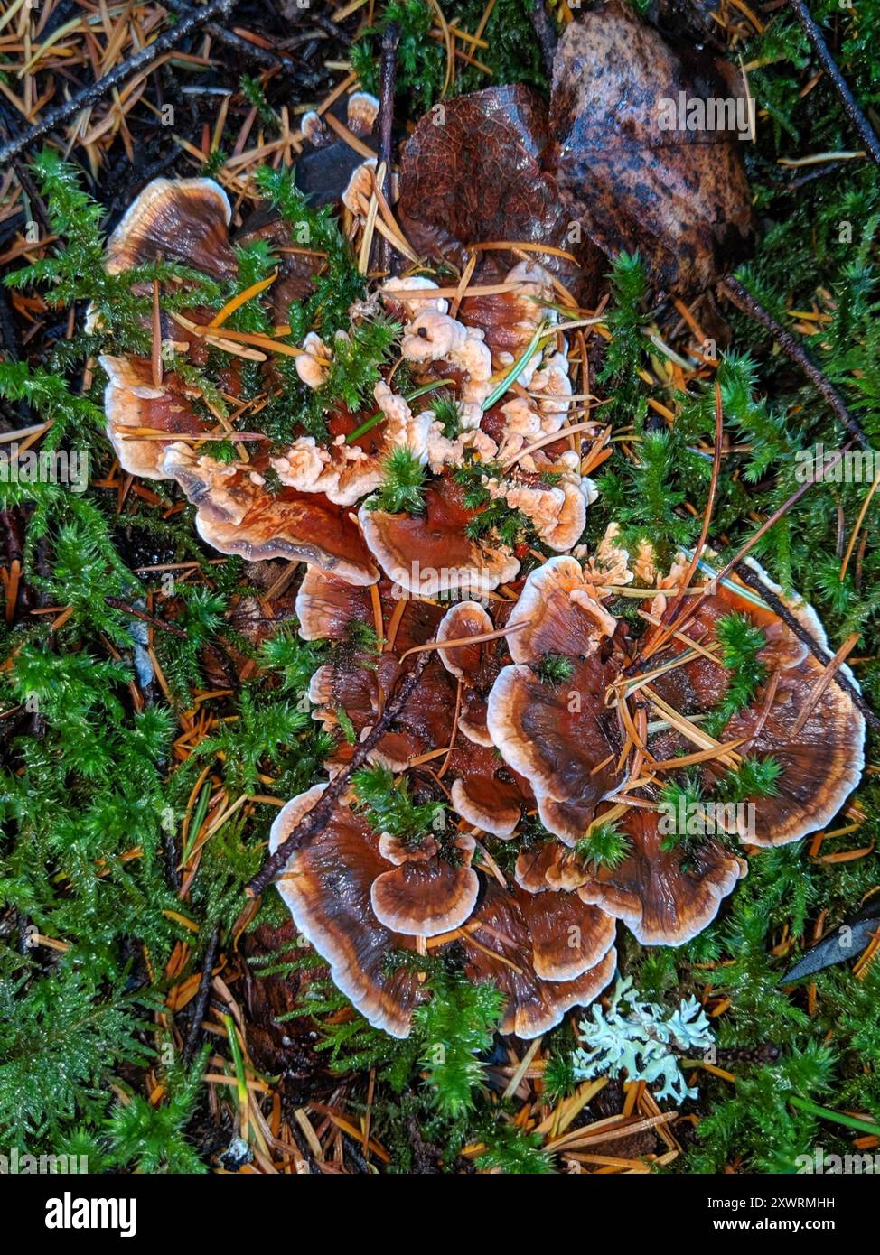 Thelephoraceae hi-res stock photography and images - Alamy