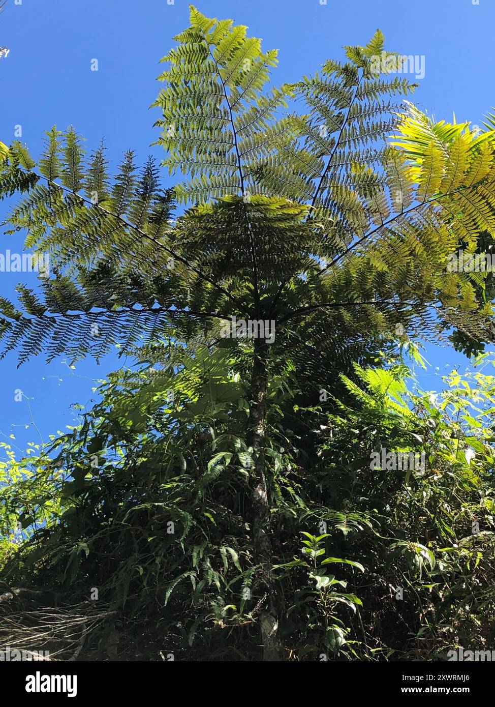 scaly tree ferns (Cyathea) Plantae Stock Photo - Alamy