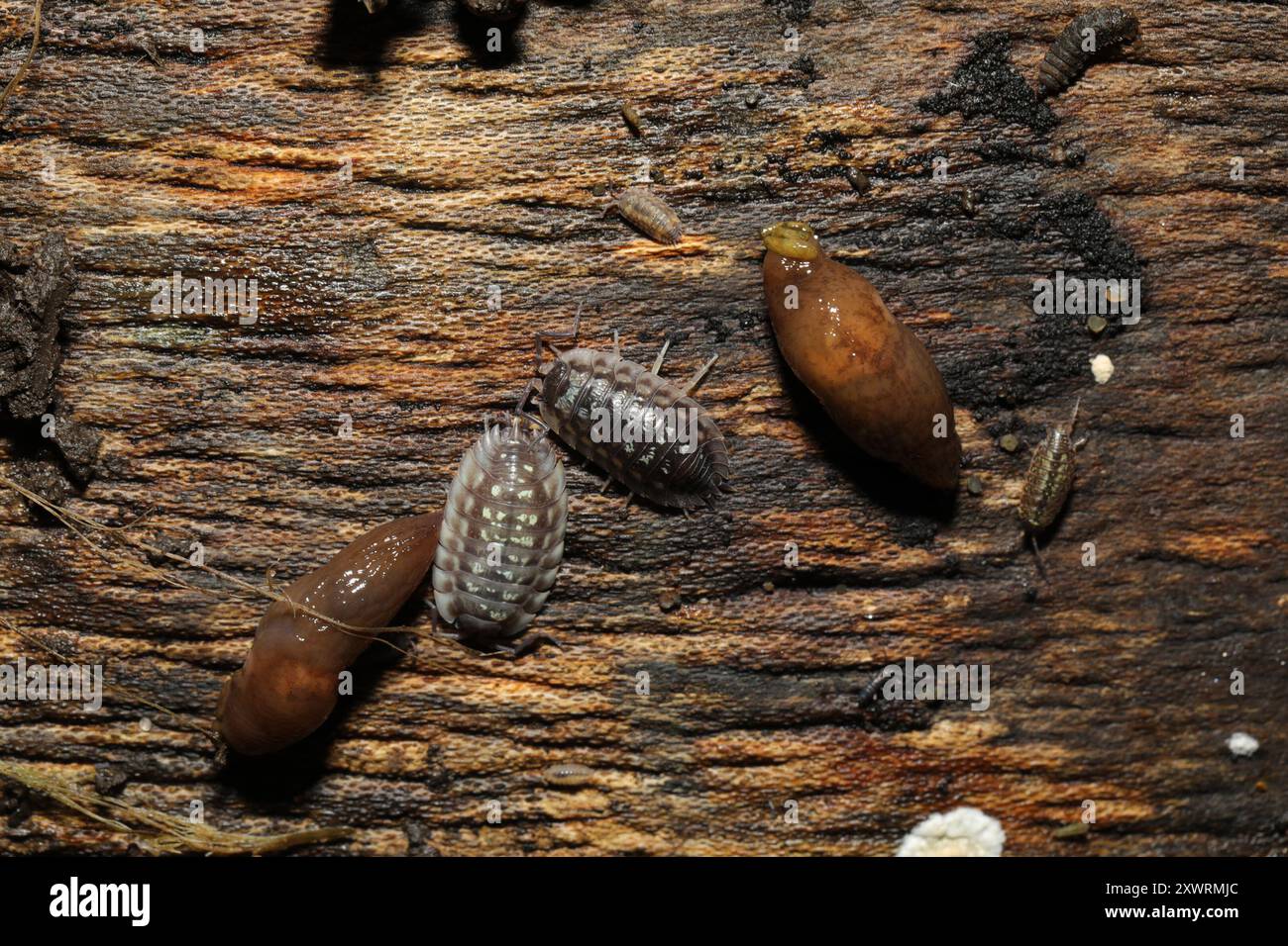 Smooth Land Slugs (Deroceras) Mollusca Stock Photo - Alamy