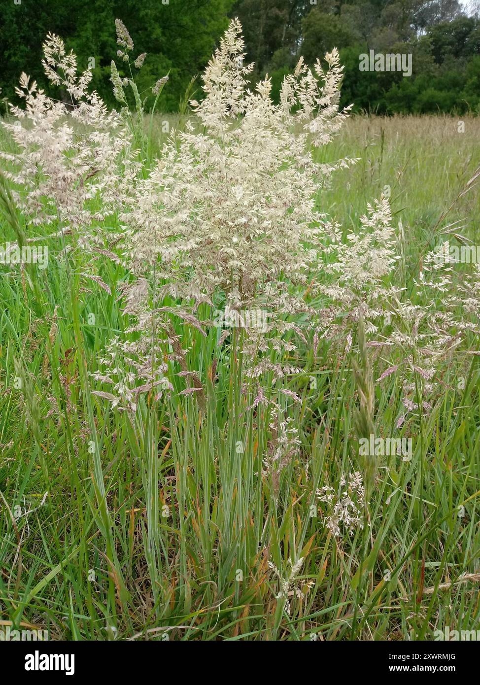 grasses (Poaceae) Plantae Stock Photo - Alamy