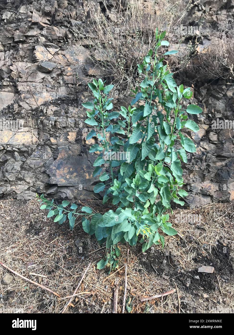 tree tobacco (Nicotiana glauca) Plantae Stock Photo - Alamy