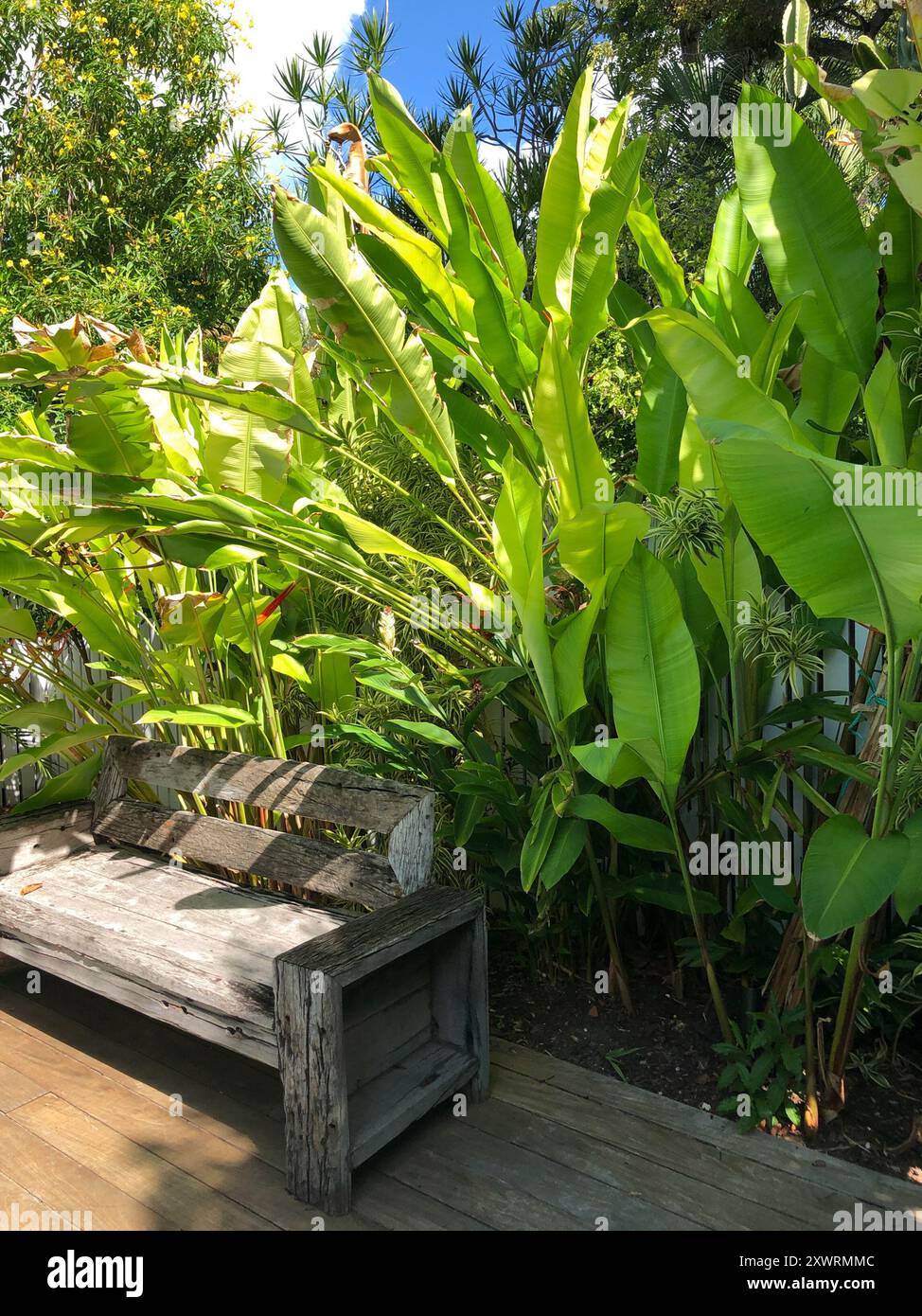 gingers, bananas, and allies (Zingiberales) Plantae Stock Photo - Alamy