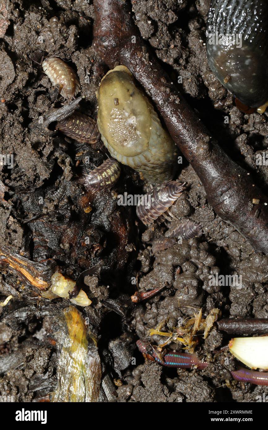 Arion Slugs (Arion) Mollusca Stock Photo - Alamy
