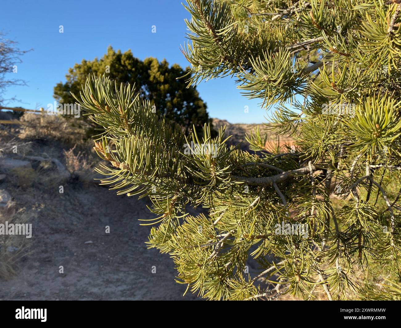 Colorado Pinyon (Pinus edulis) Plantae Stock Photo - Alamy