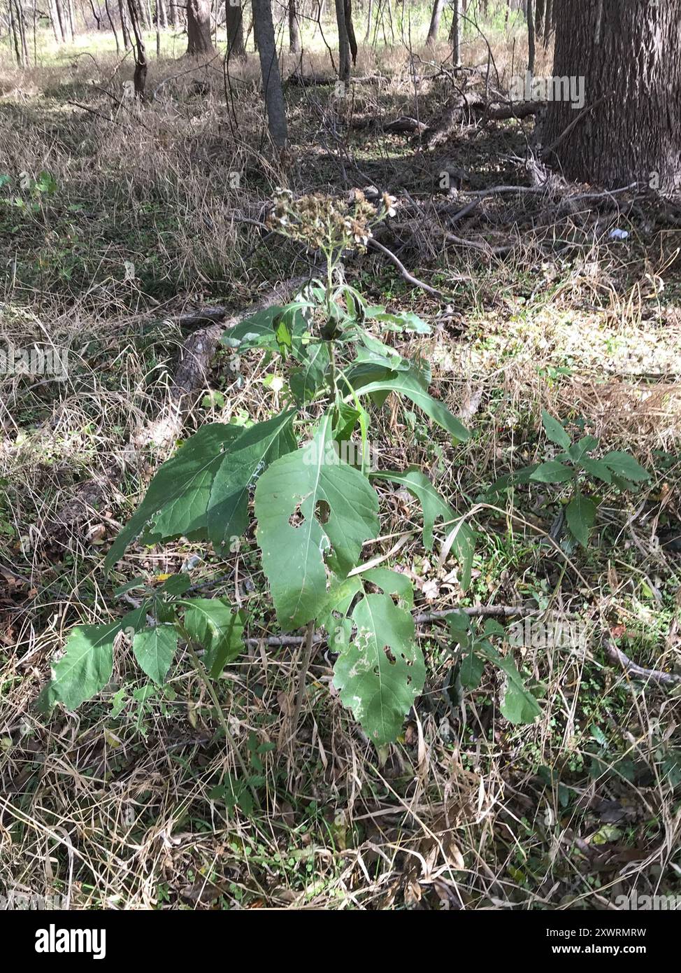 frostweed (Verbesina virginica) Plantae Stock Photo - Alamy