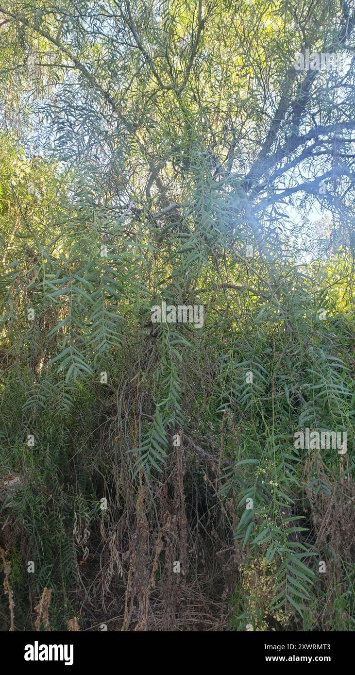 Peruvian Pepper Tree (Schinus molle) Plantae Stock Photo - Alamy