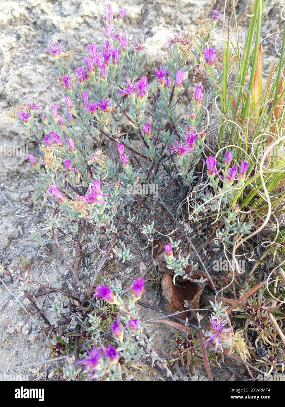 Clusterleaf Brightfig (Lampranthus emarginatus) Plantae Stock Photo - Alamy