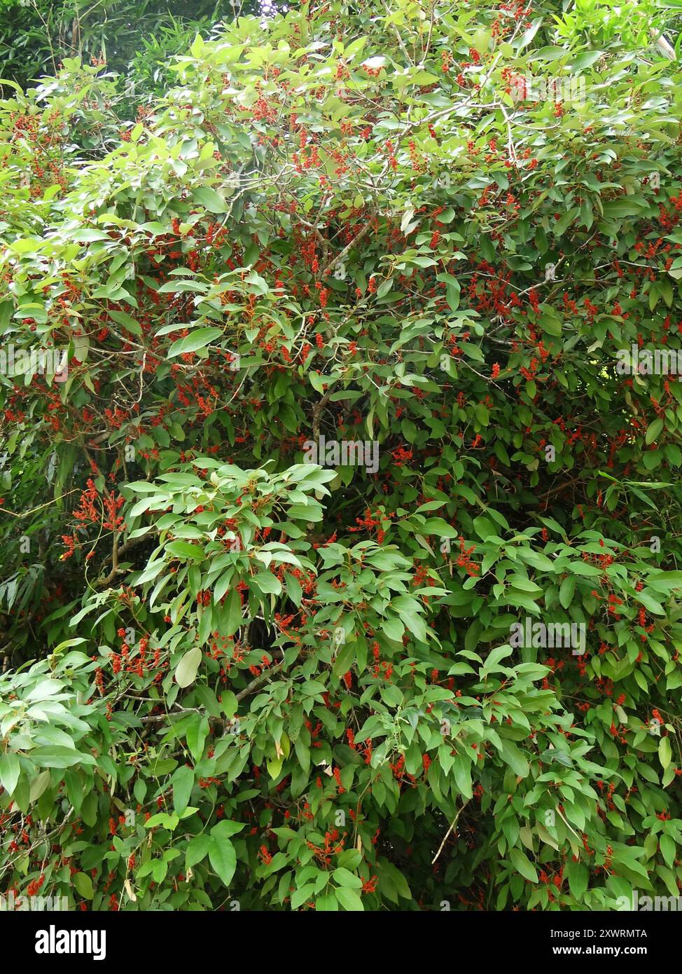 Kamala (Mallotus philippensis) Plantae Stock Photo - Alamy