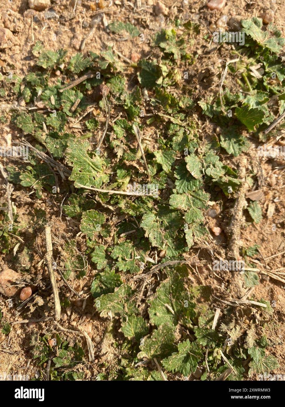 Carolina Bristlemallow (Modiola caroliniana) Plantae Stock Photo - Alamy
